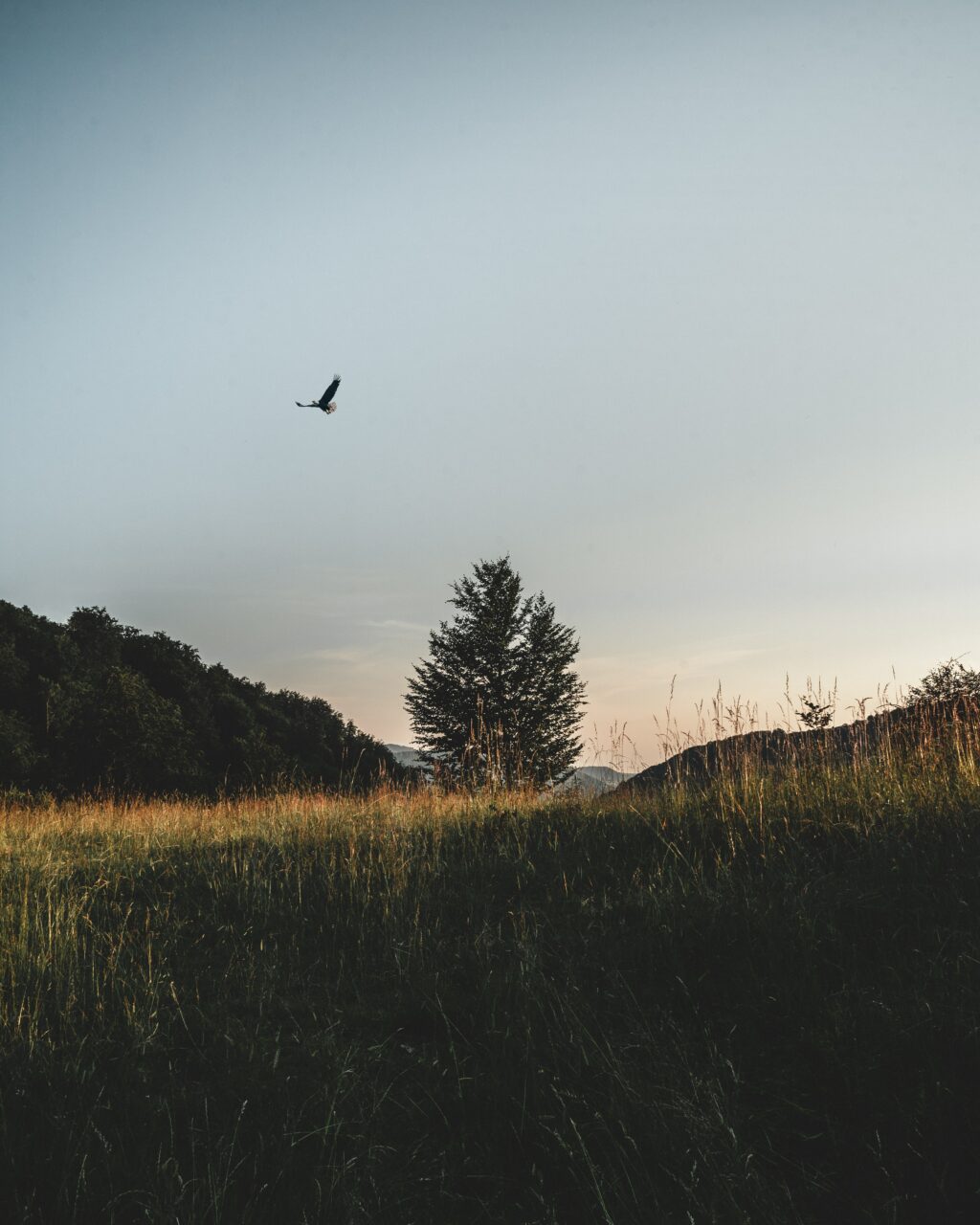 Tranquil Sunlit Field with Lone Tree and Bird Wallpaper | Background ...