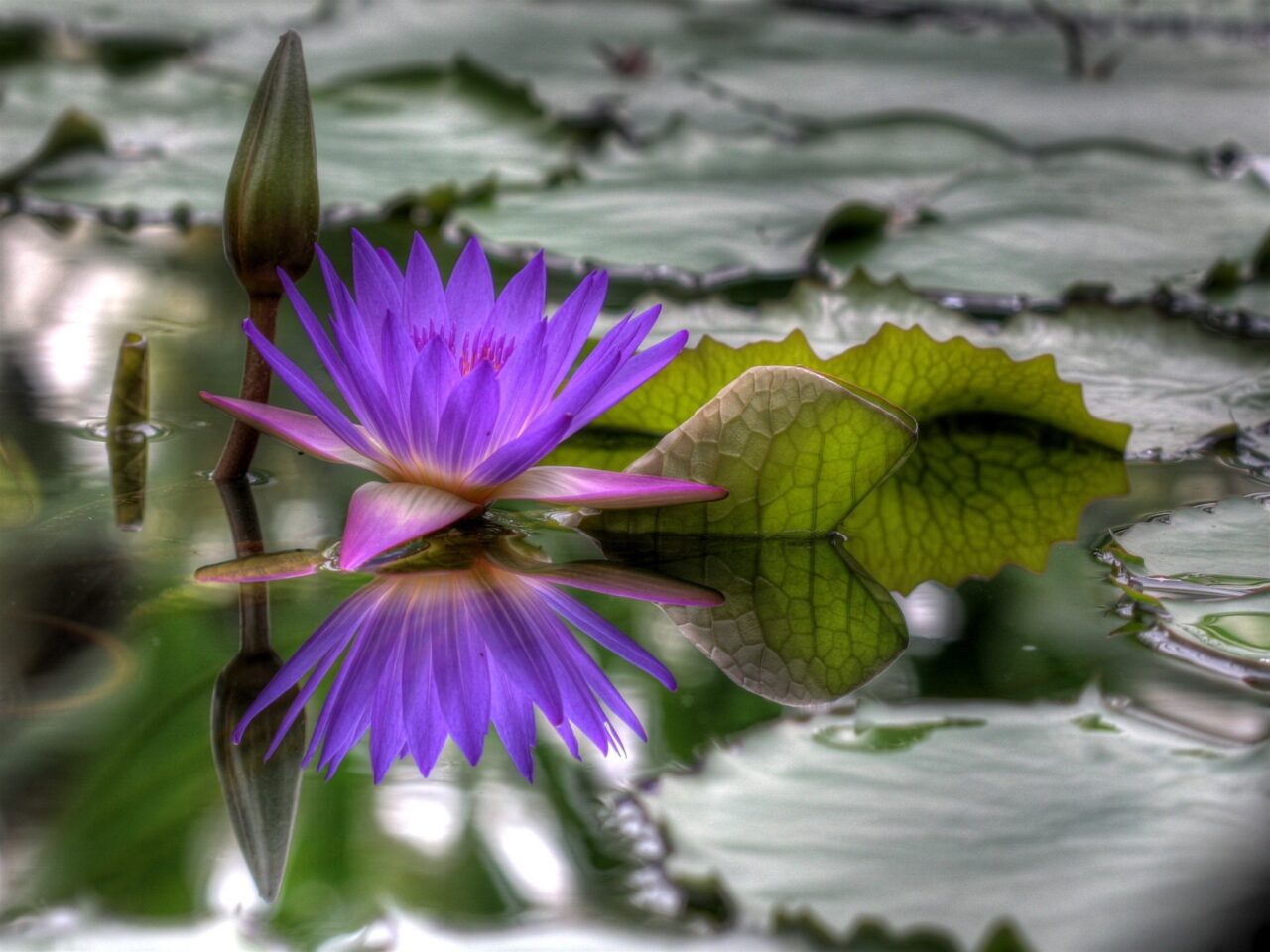 Vibrant Water Lily Reflection Wallpaper | Background FREE Download ...