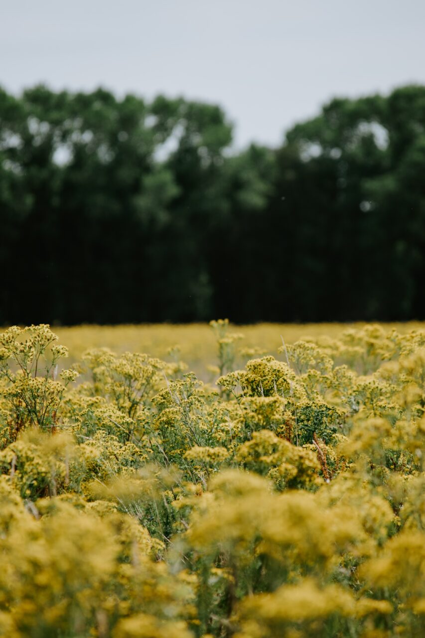 Serene Yellow Flower Field Nature Wallpaper | Background FREE Download ...