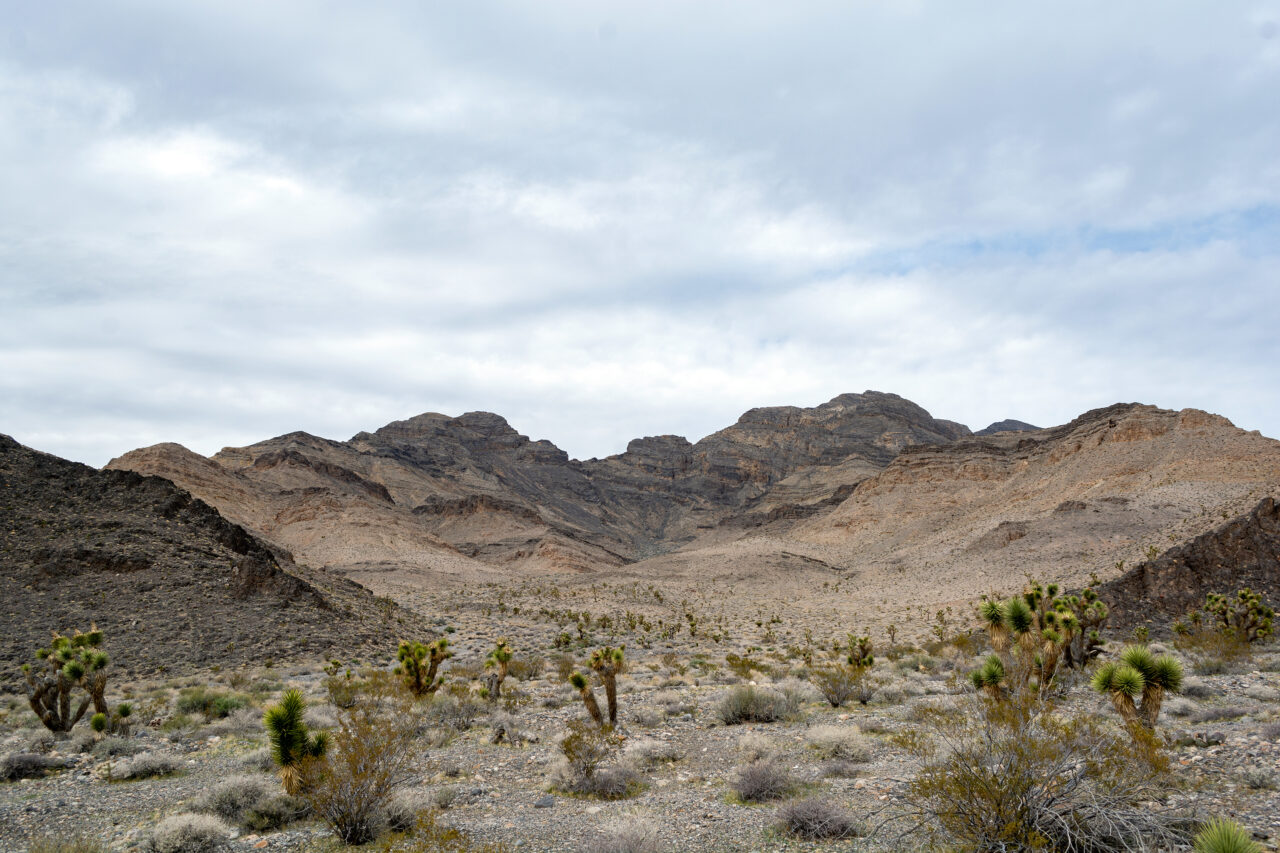 Untamed Desert Mountains and Cacti Natural Beauty Wallpaper ...