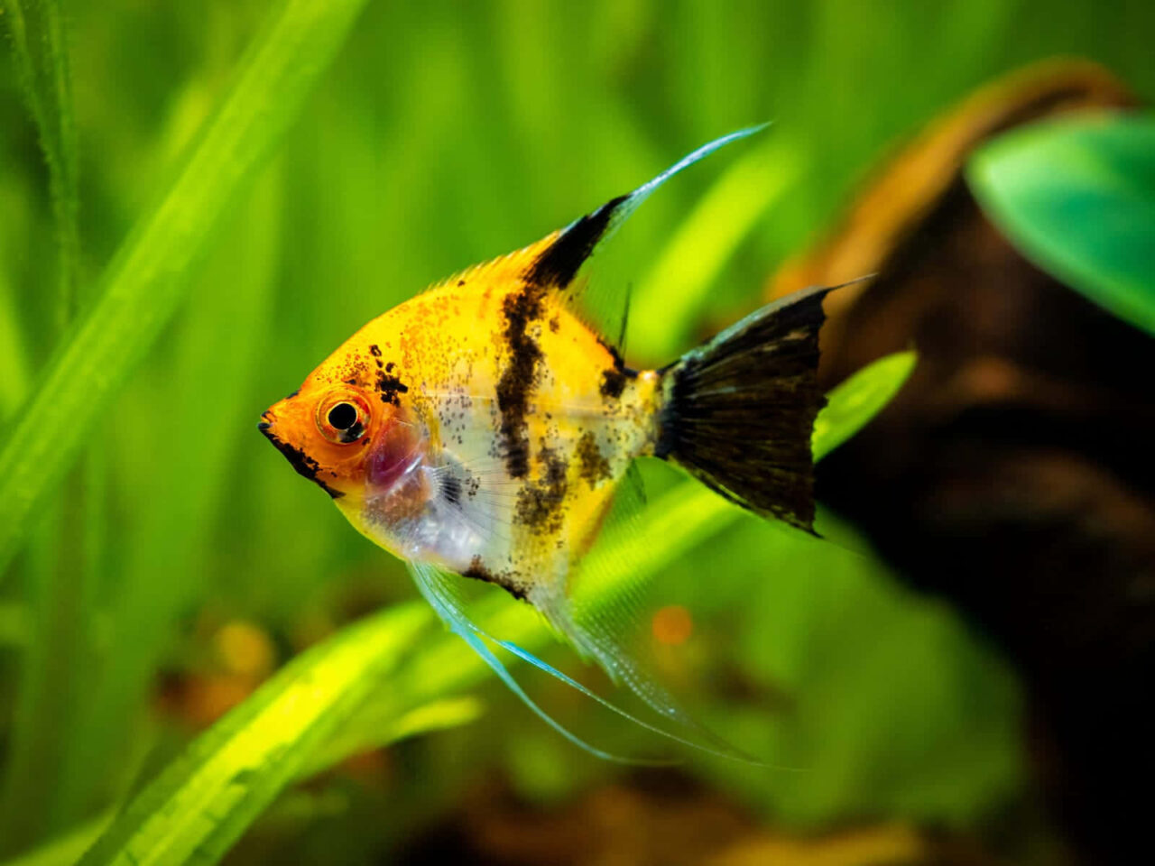 Vibrant Angelfish Among Green Plants Aquarium Wallpaper | Background ...