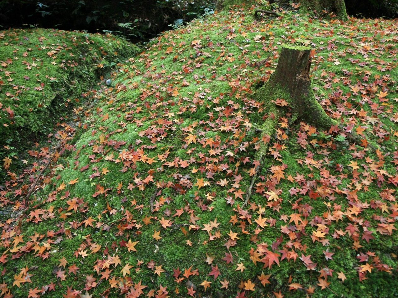Mossy Autumn Forest Landscape Red Leaves Tree Stump Wallpaper ...
