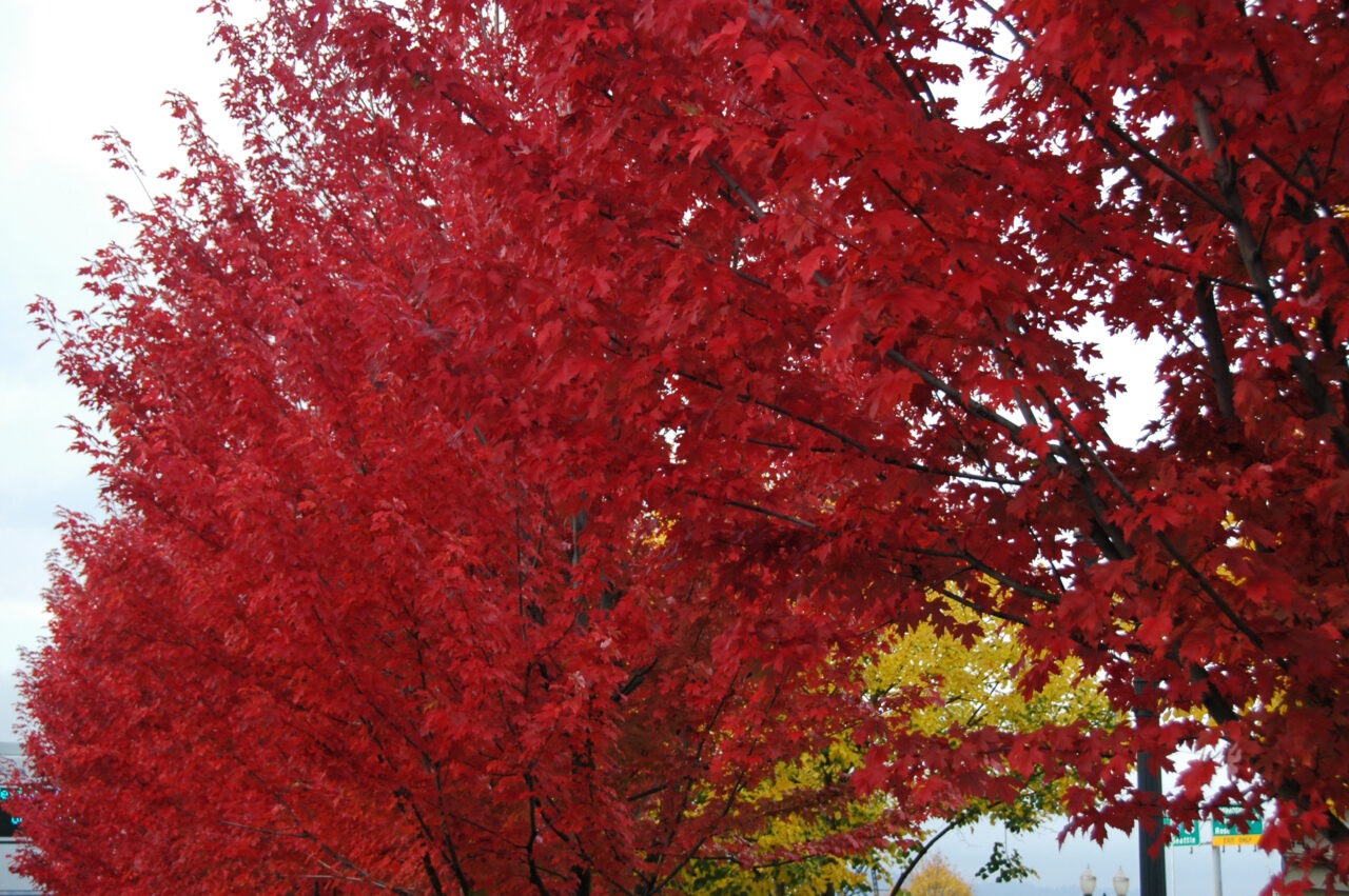 Vibrant Red Autumn Trees Fall Foliage Wallpaper | Background FREE ...