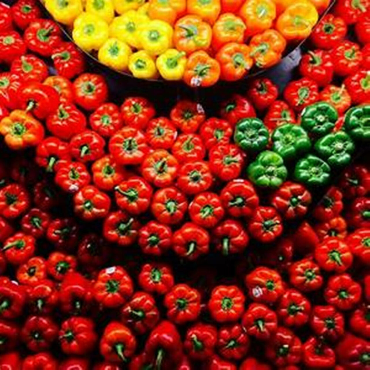 Colorful Bell Pepper Harmony Wallpaper | Background FREE Download ...
