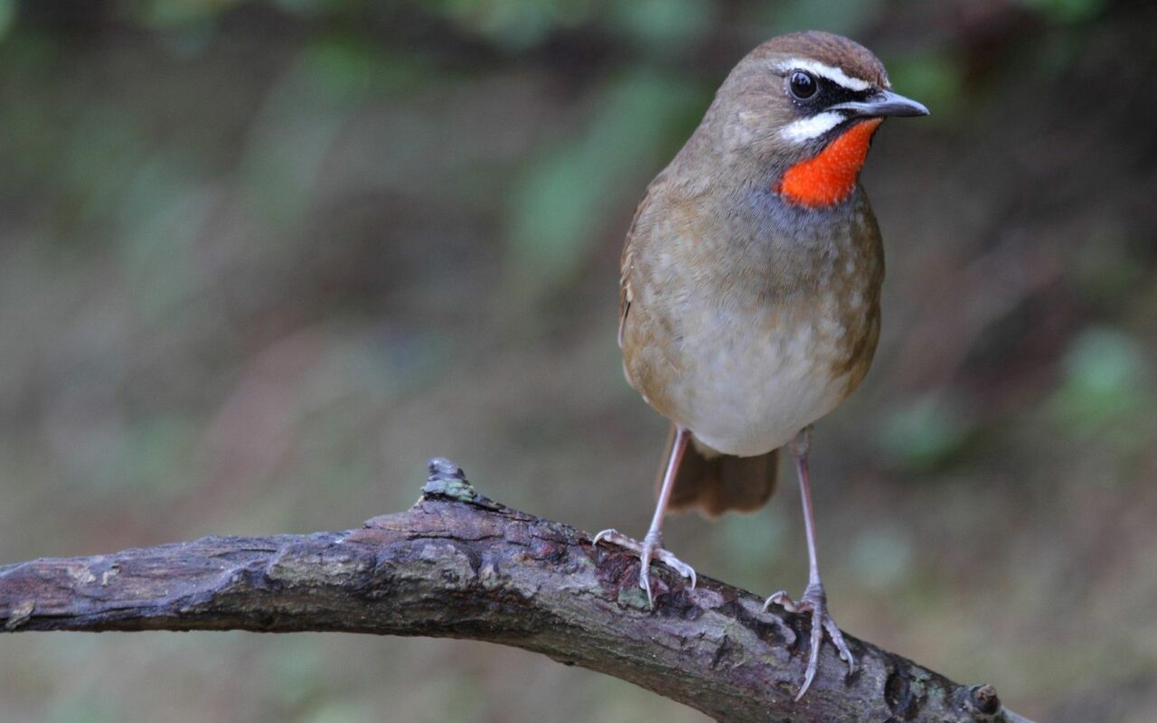 Vibrant Bird Macro Shot Greenery Wallpaper | Background FREE Download ...