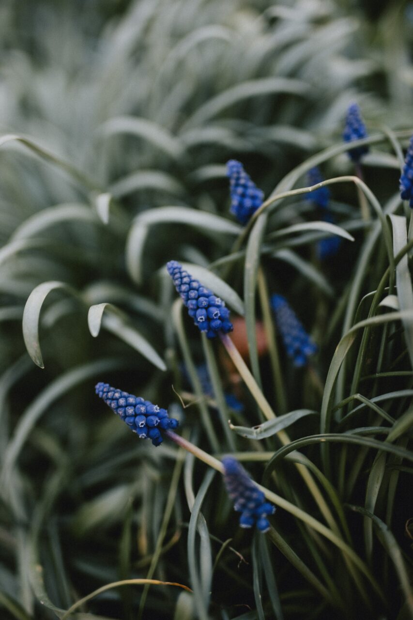 Vibrant Blue Flowers Serenity Wallpaper | Background FREE Download ...
