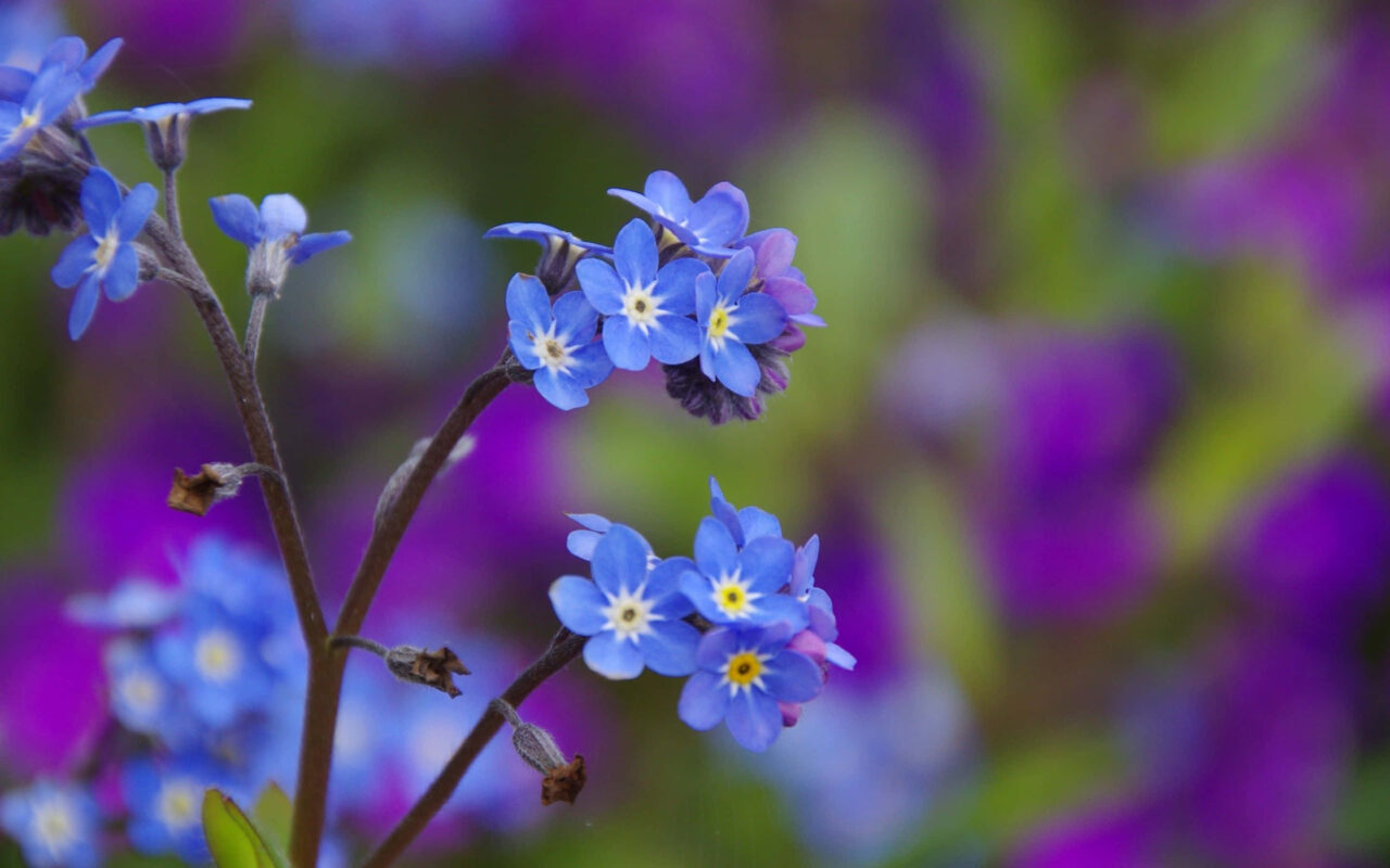 Vibrant Blue Flowers Serenity Wallpaper | Background FREE Download ...