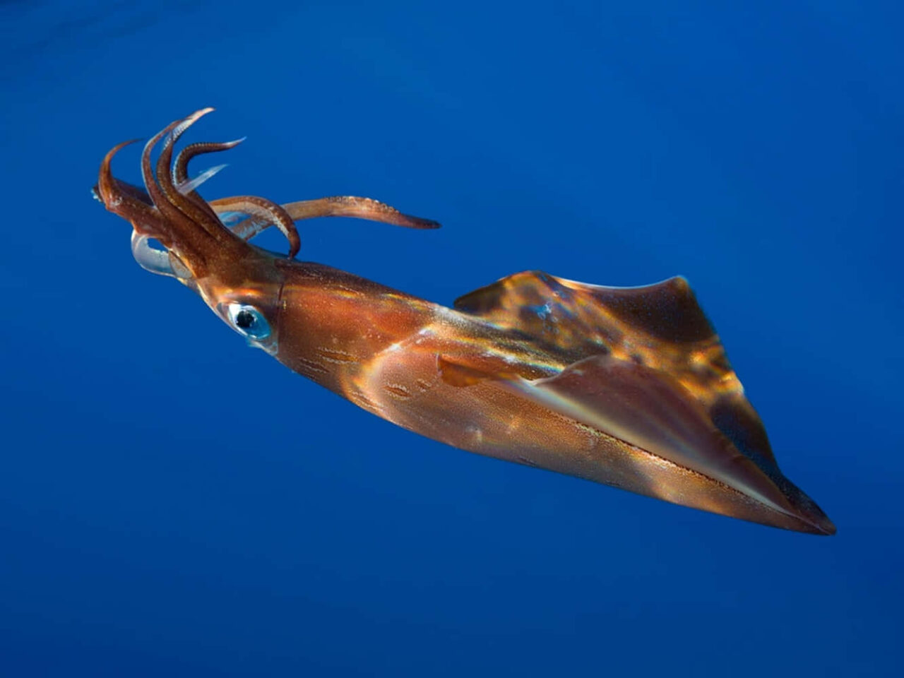 Serene Squid in Vibrant Blue Ocean Wallpaper | Background FREE Download ...