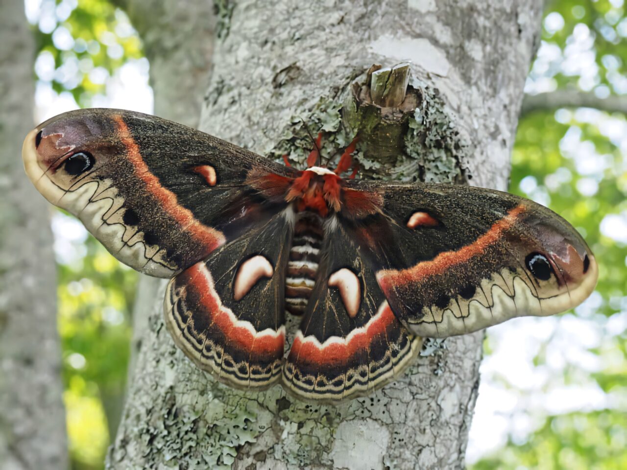 Cecropia Moth on Tree Trunk Nature Wallpaper | Background FREE Download ...