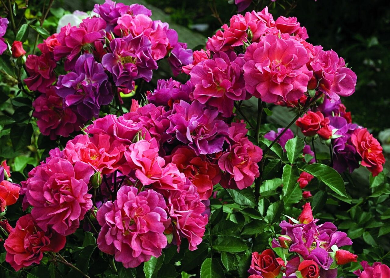 Vibrant Chinese Roses Garden Wallpaper | Background FREE Download ...