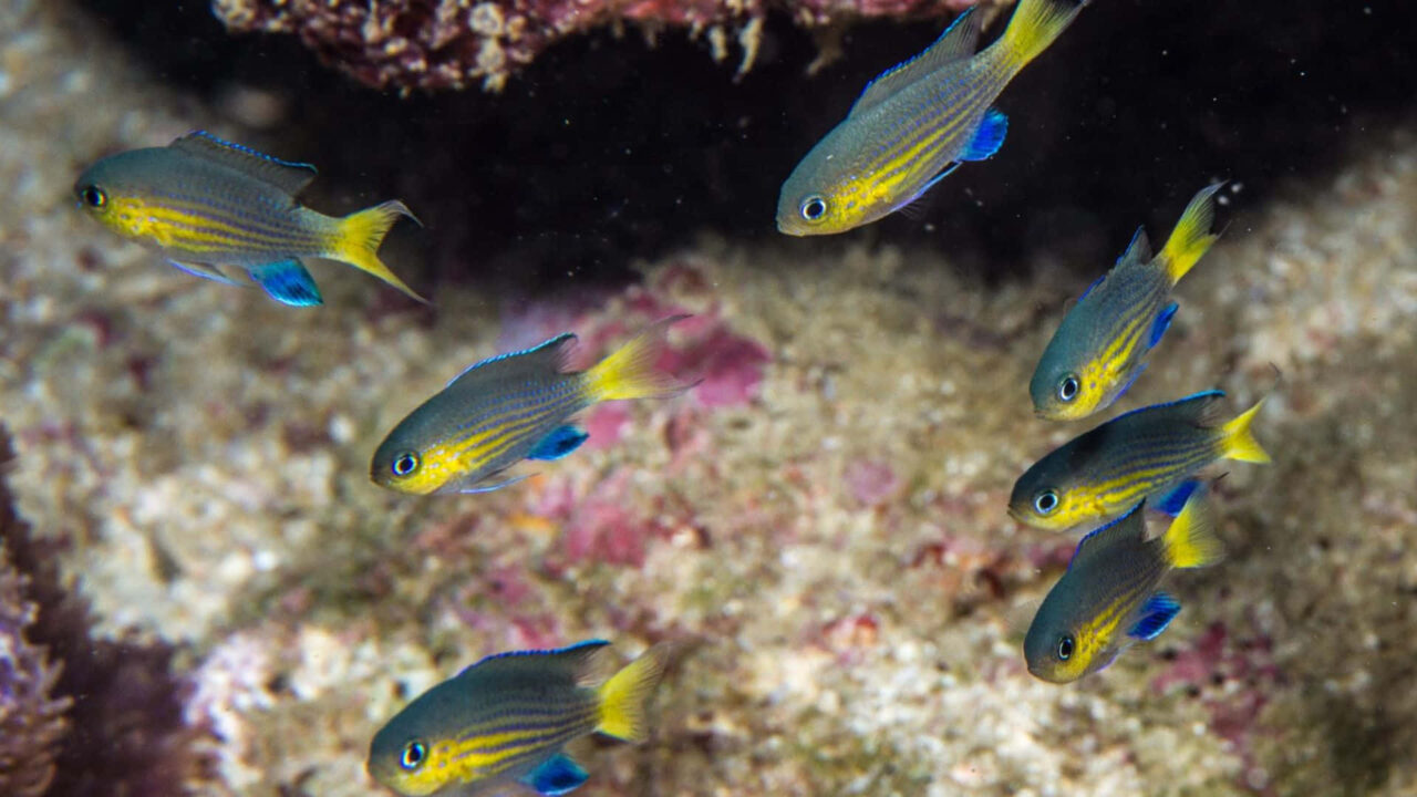 Vibrant Chromis Fish Coral Reef Underwater Wallpaper | Background FREE ...
