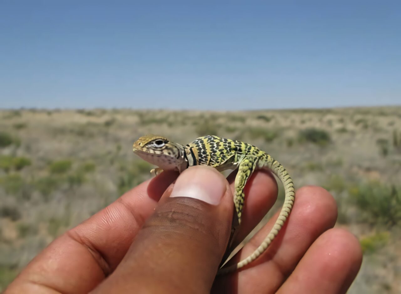 Vibrant Collared Lizard in Hand Desert Close-Up Wallpaper | Background ...