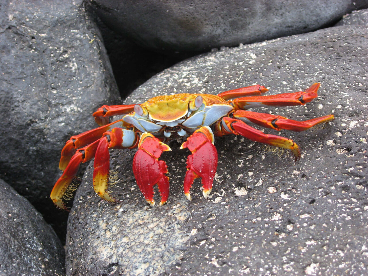 Colorful Crab on Volcanic Rocks Natural Beauty Wallpaper | Background ...
