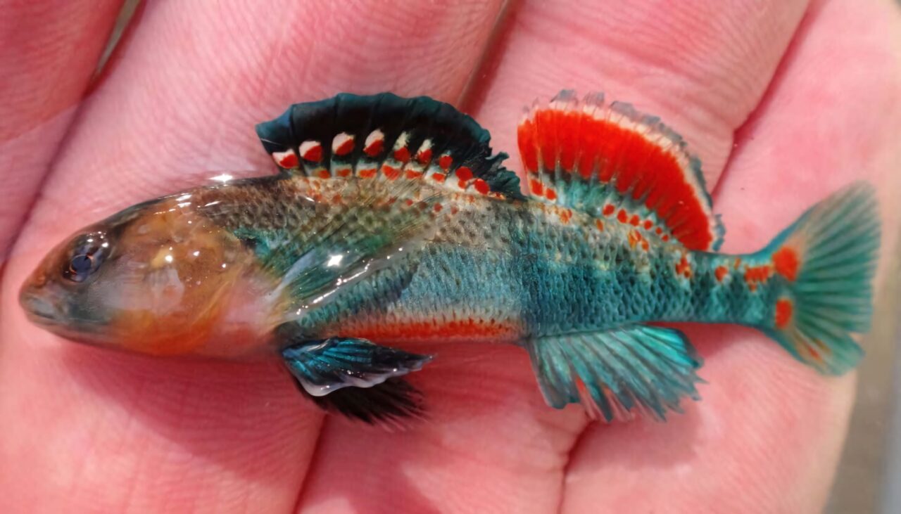 Iridescent Darter Fish in Hand Colorful Nature Wallpaper | Background ...