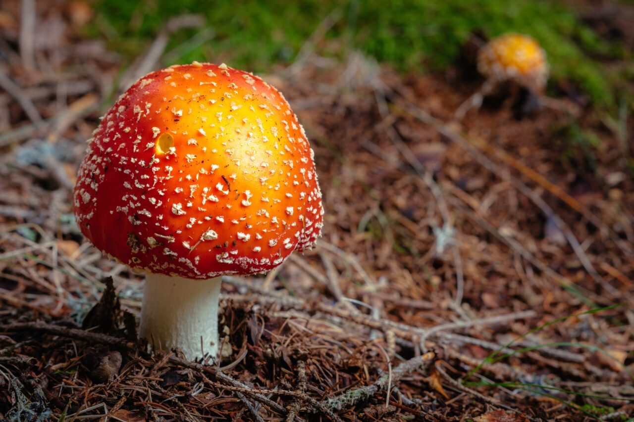 Vibrant Fly Agaric Mushroom Autumn Forest Floor Wallpaper | Background ...