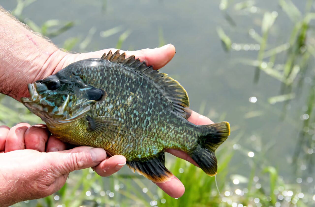 Vibrant Freshwater Bluegill Fish Display Wallpaper | Background FREE ...