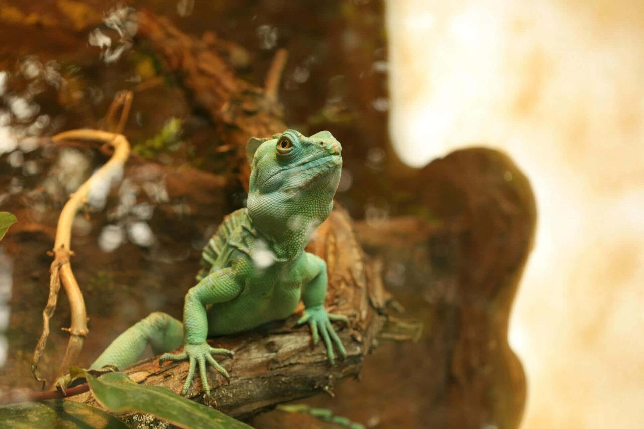 Vibrant Green Basilisk Lizard on Branch Natural Wallpaper | Background ...