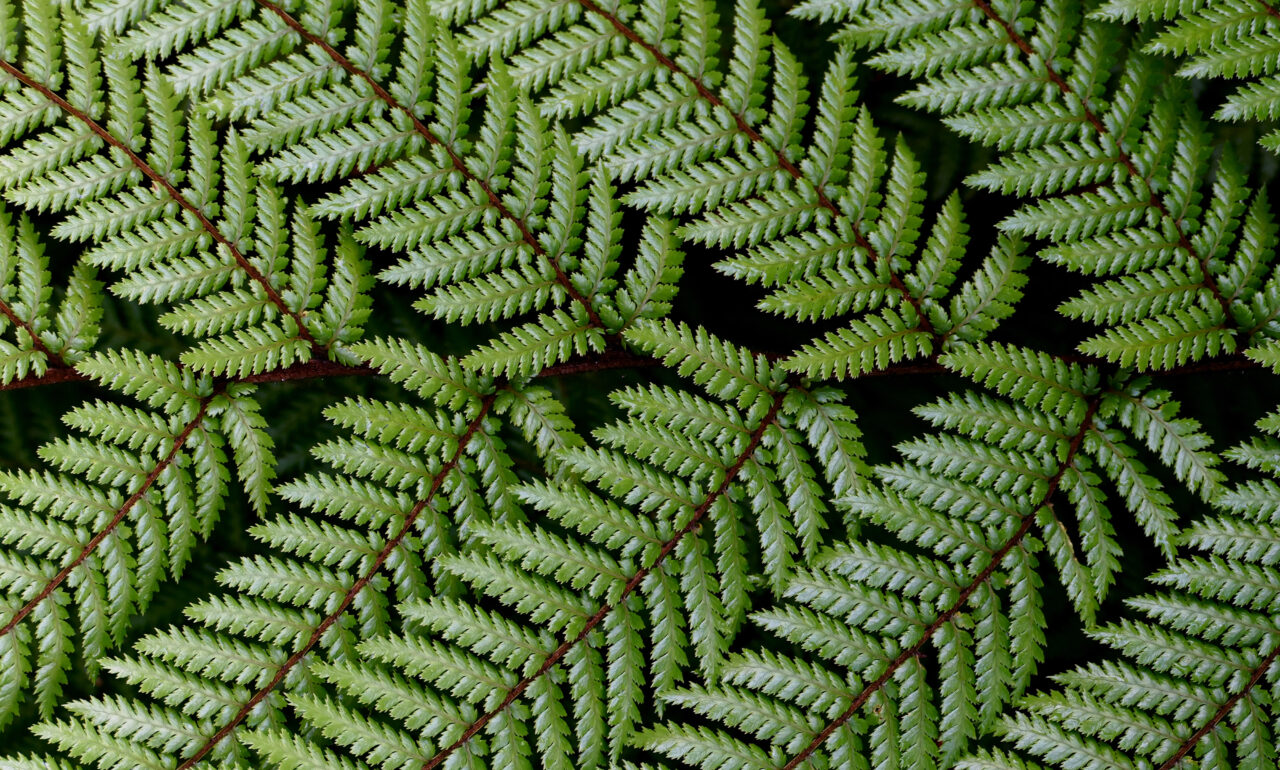 Vibrant Green Fern Leaves Detailed Texture Wallpaper | Background FREE ...