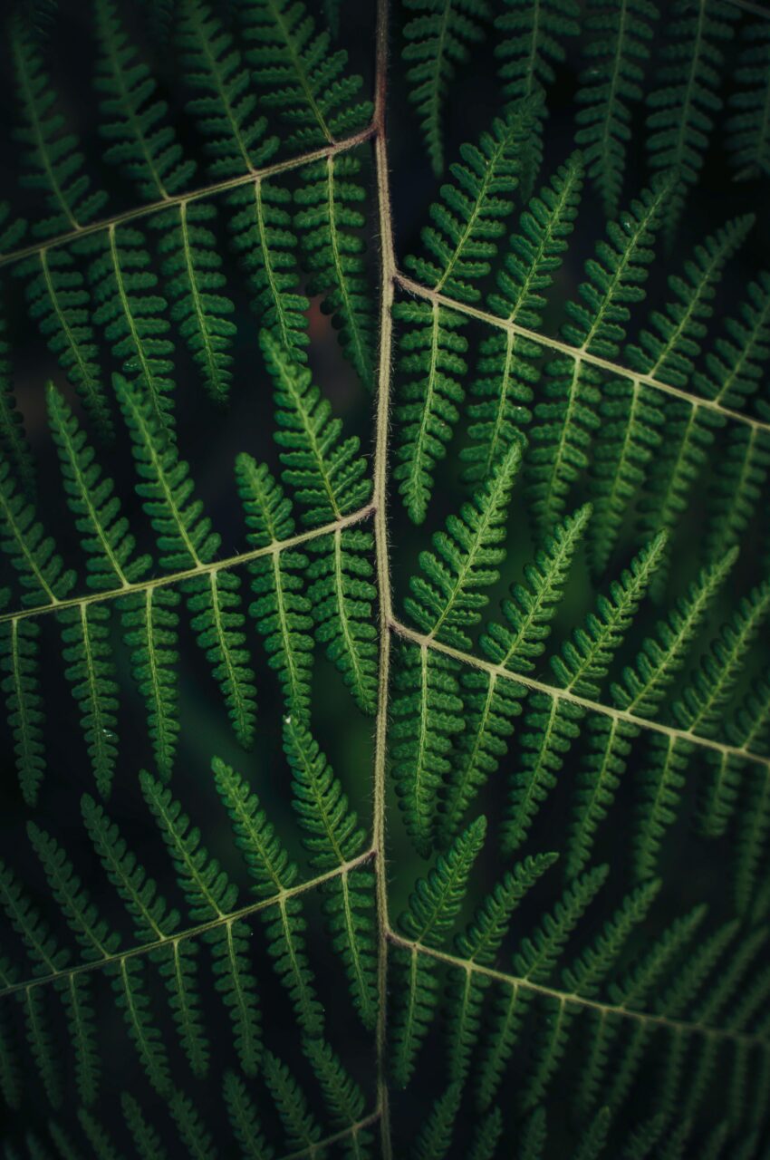 Symmetrical Fern Elegance Nature Wallpaper | Background FREE Download ...