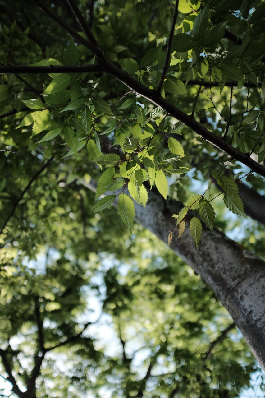 Vibrant Green Leaves and Branches Nature Wallpaper | Background FREE ...