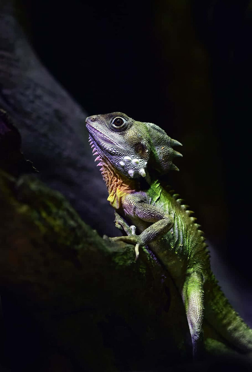 Vibrant Green Lizard Climbing Texture Wallpaper | Background FREE ...
