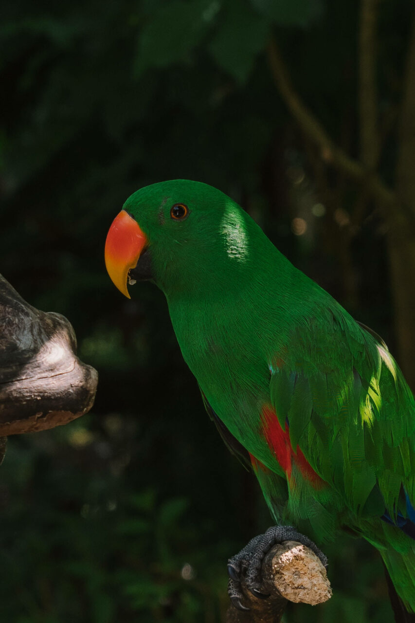 Serene Green Parrot Amidst Lush Forest Wallpaper | Background FREE ...