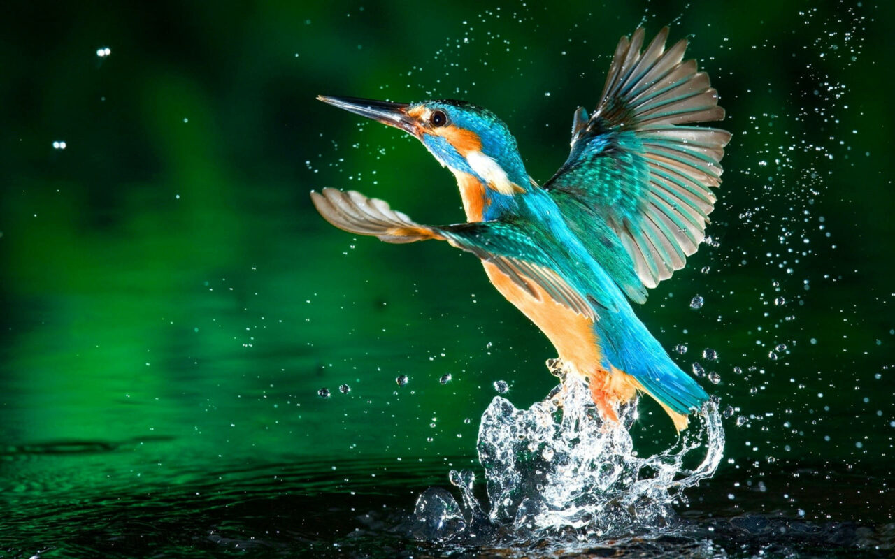 Iridescent Hummingbird Above Water Wallpaper | Background FREE Download ...