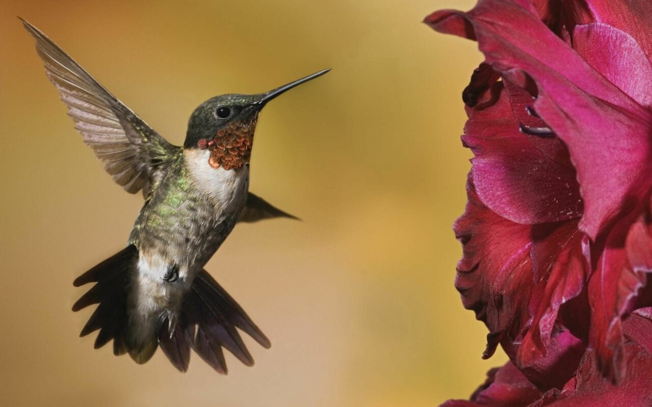 Hummingbird Bliss in Floral Beauty Wallpaper | Background FREE Download ...