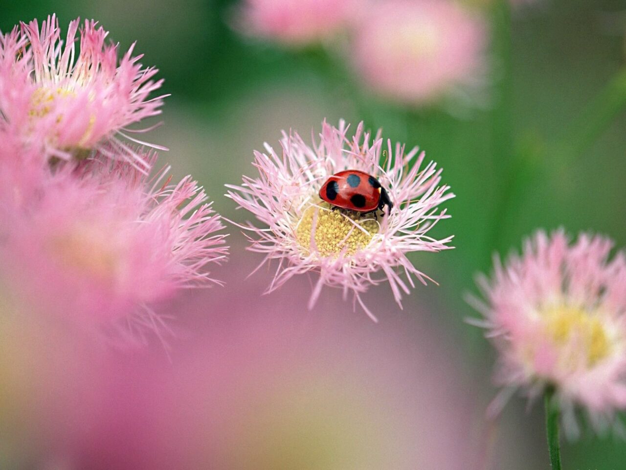Ladybird on Pink Bloom Vibrance Wallpaper | Background FREE Download ...