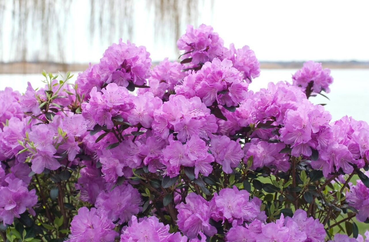 Lilac Azalea Blossom Serenity Wallpaper | Background FREE Download ...