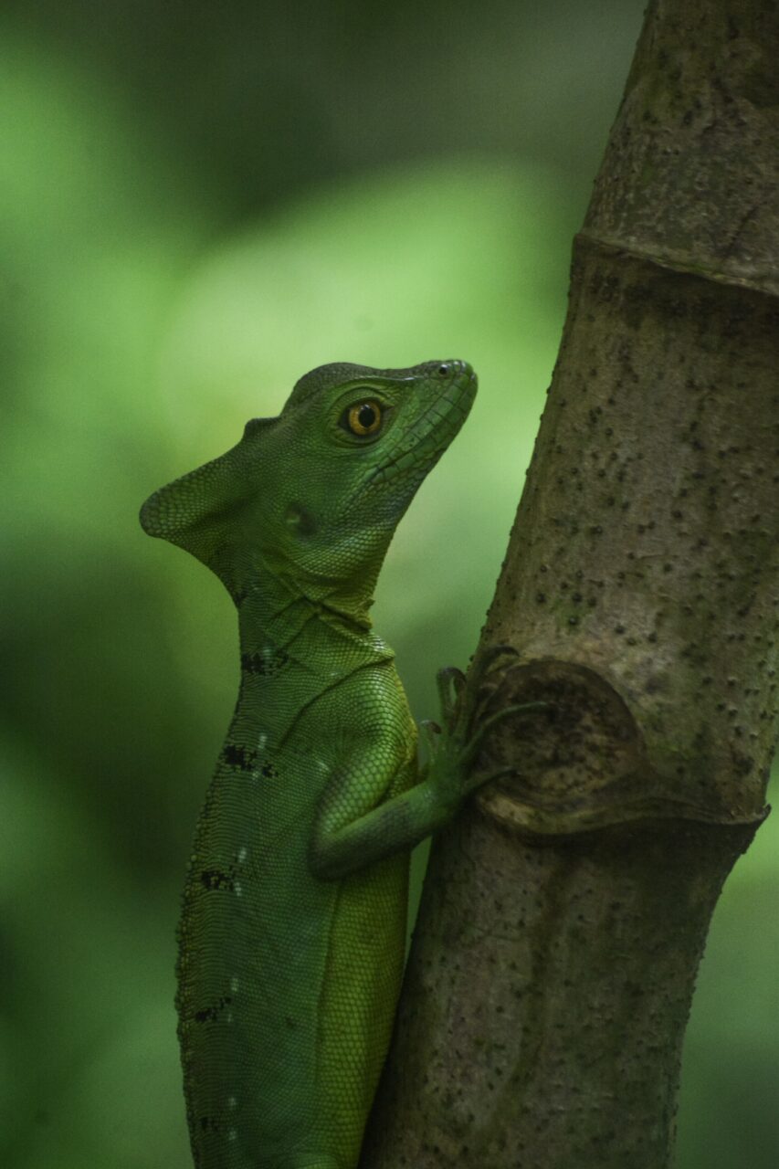 Vibrant Lizard in Serene Forest Wallpaper | Background FREE Download ...