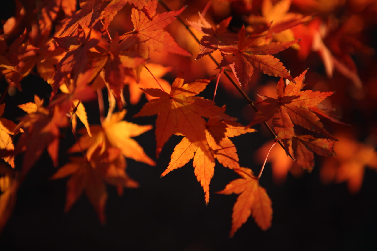 Autumn Glow of Maple Leaves Wallpaper | Background FREE Download ...