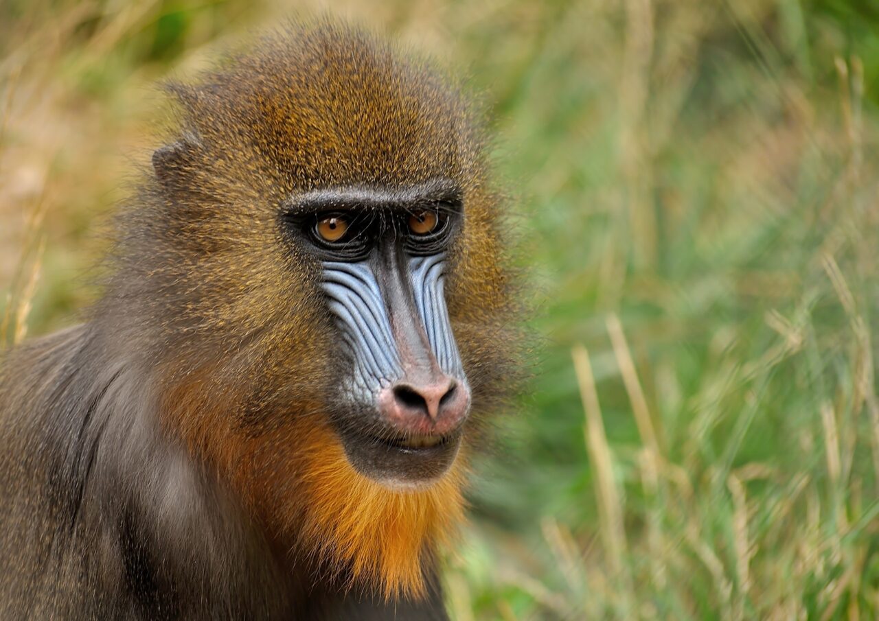 Vibrant Mandrill Close-Up Wallpaper | Background FREE Download ...