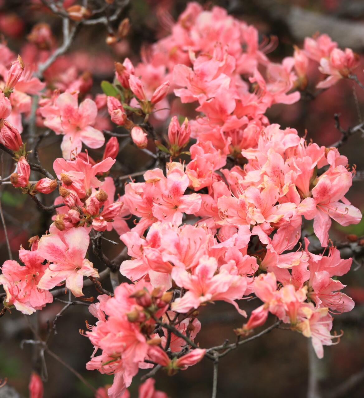 Vibrant Azalea Blossoms Wallpaper | Background FREE Download - Vulplex.com