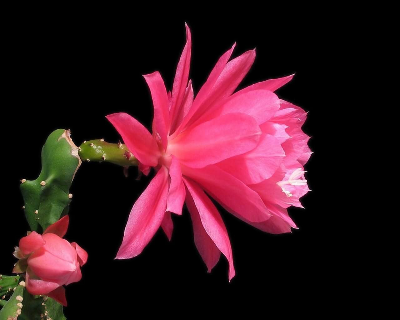 Vibrant Pink Cactus Blossom Wallpaper | Background FREE Download ...