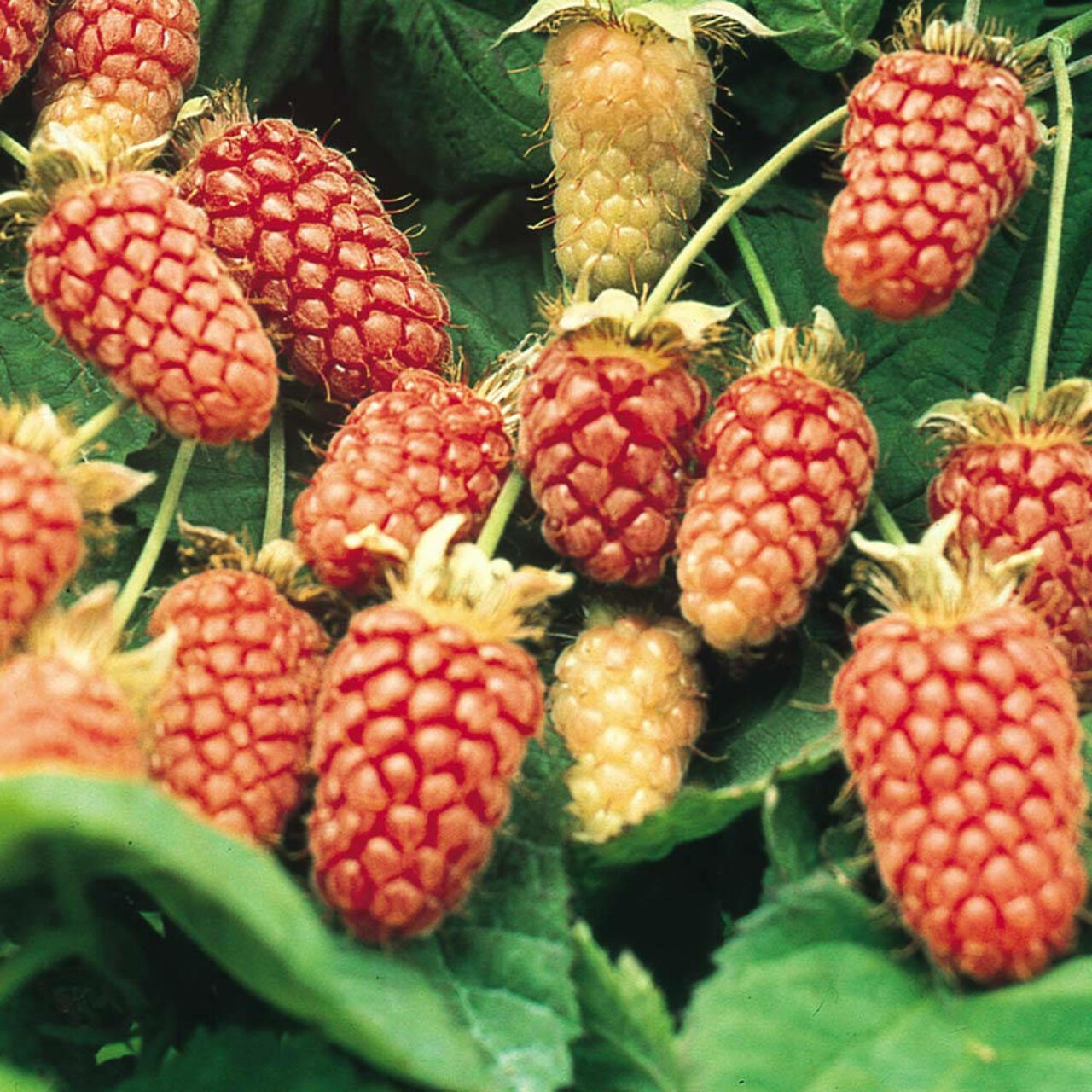Fresh Pink Loganberries on Vine with Leaves Wallpaper | Background FREE ...