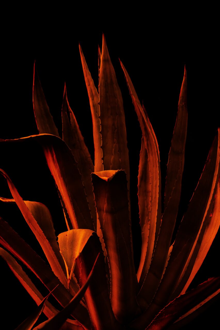 Vibrant Sharp Leaves Wallpaper | Background FREE Download - Vulplex.com