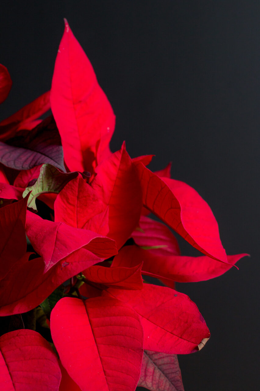 Exotic Red Leaves Against Dark Elegance Wallpaper | Background FREE ...