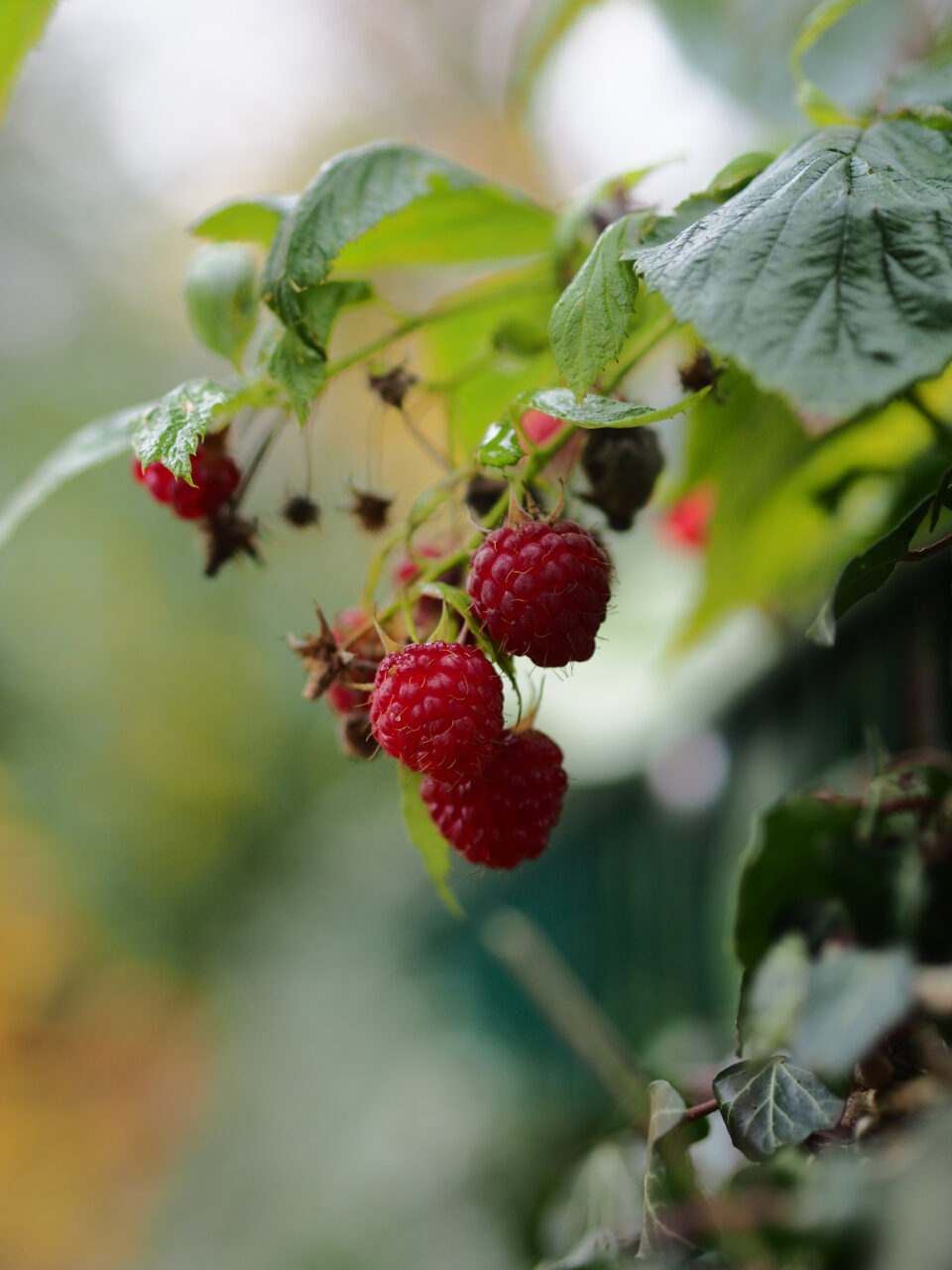 Vibrant Raspberries on Lush Branch Macro Wallpaper | Background FREE ...