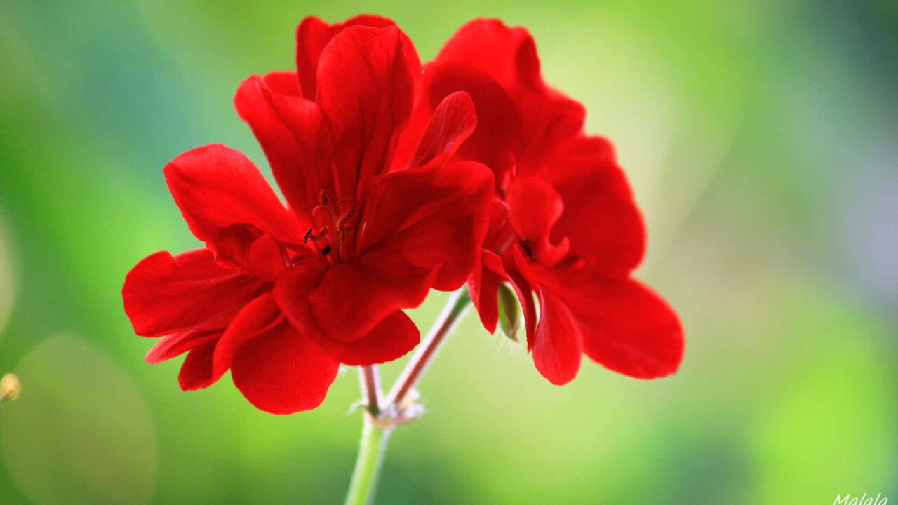 Vivid Red Flower Natural Beauty Wallpaper | Background FREE Download ...