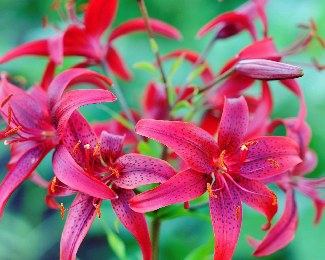 Vibrant Red Lilies Blooming Wallpaper | Background FREE Download ...