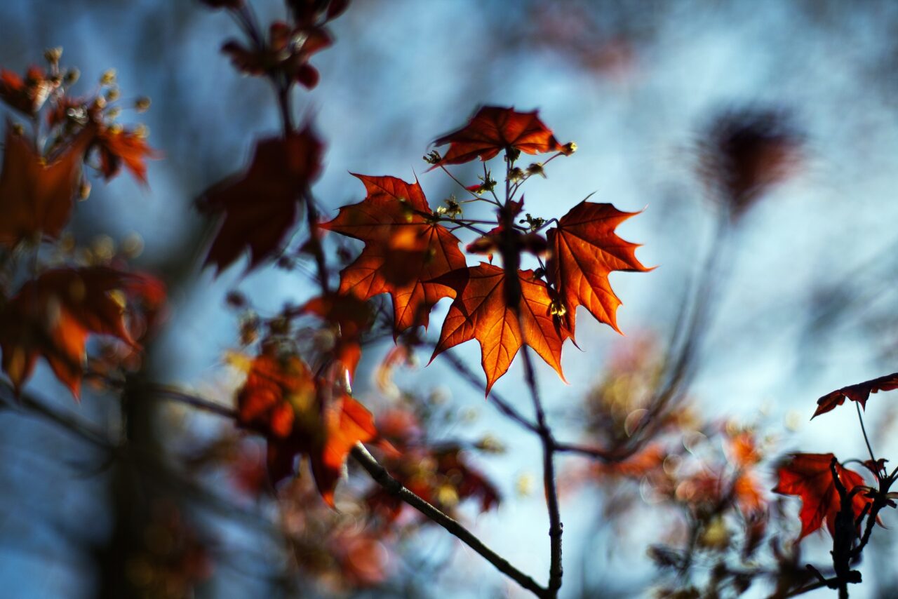 Vibrant Maple Leaves Embracing Autumn Beauty Wallpaper | Background ...