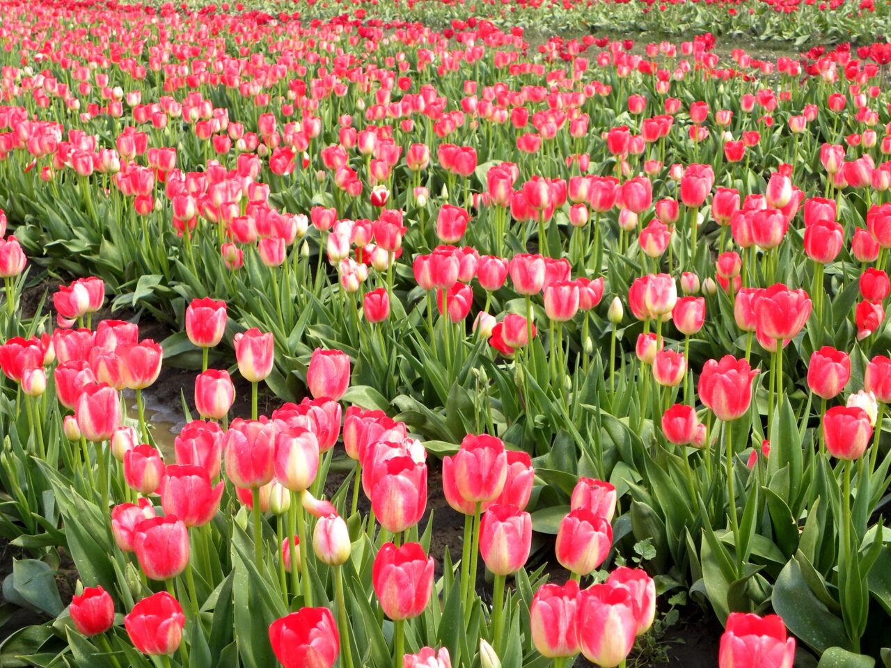 Spring Tulip Blossom Field Wallpaper | Background FREE Download ...
