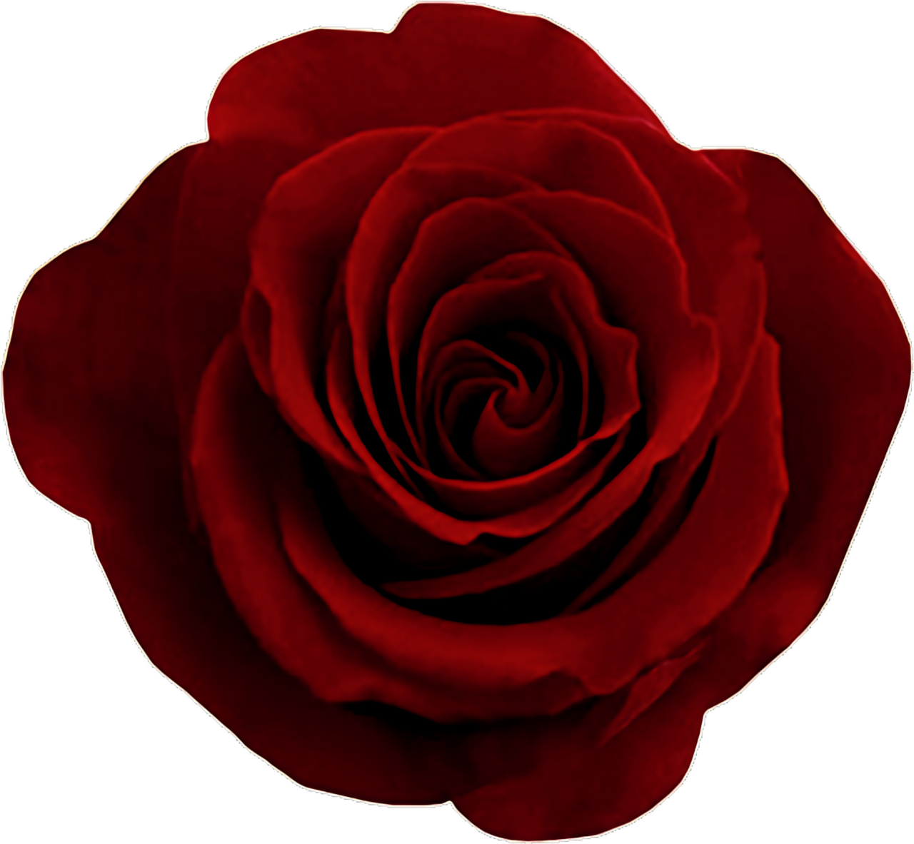 Vibrant Red Rose Texture Wallpaper | Background FREE Download - Vulplex.com