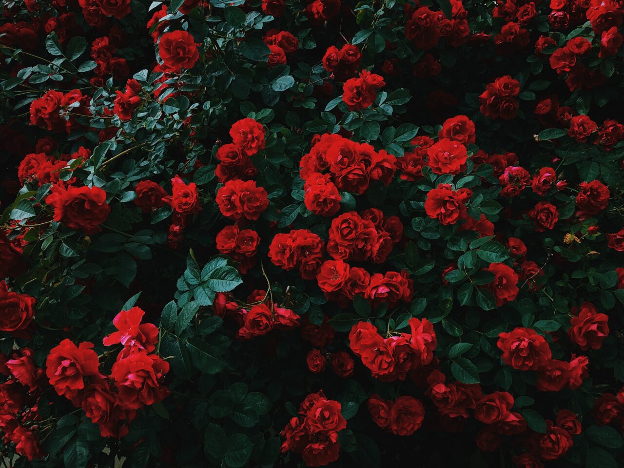 Blooms of Red Roses in Vibrant Garden Wallpaper | Background FREE ...