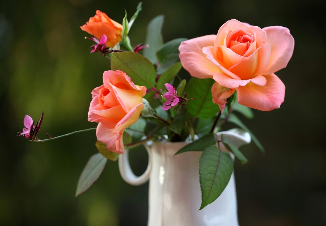 Vibrant Roses in Gentle Elegance Wallpaper | Background FREE Download ...