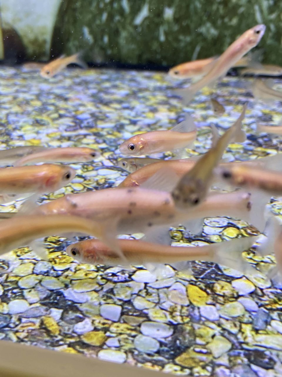 Vibrant Rosy Red Fathead Minnows Aquarium Wallpaper | Background FREE ...