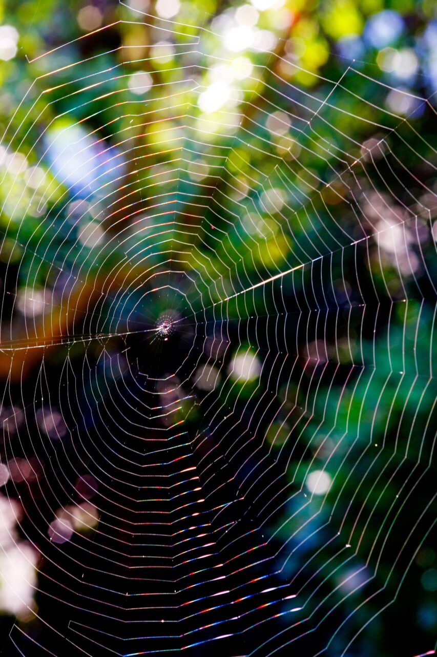 Intricate Spider Web Glowing in Vibrant Light Wallpaper | Background ...