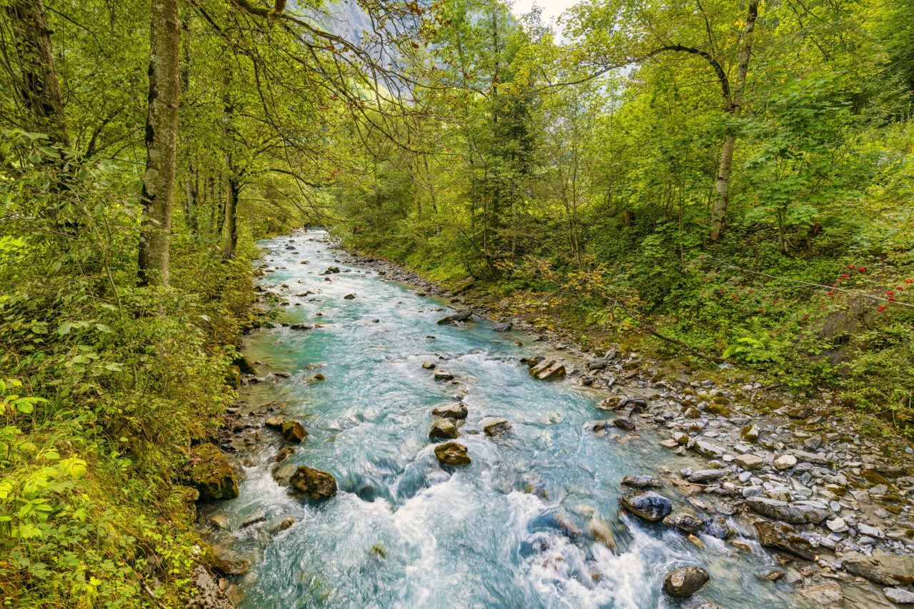 Vibrant Stream and Lush Forest Nature Scene Wallpaper | Background FREE ...