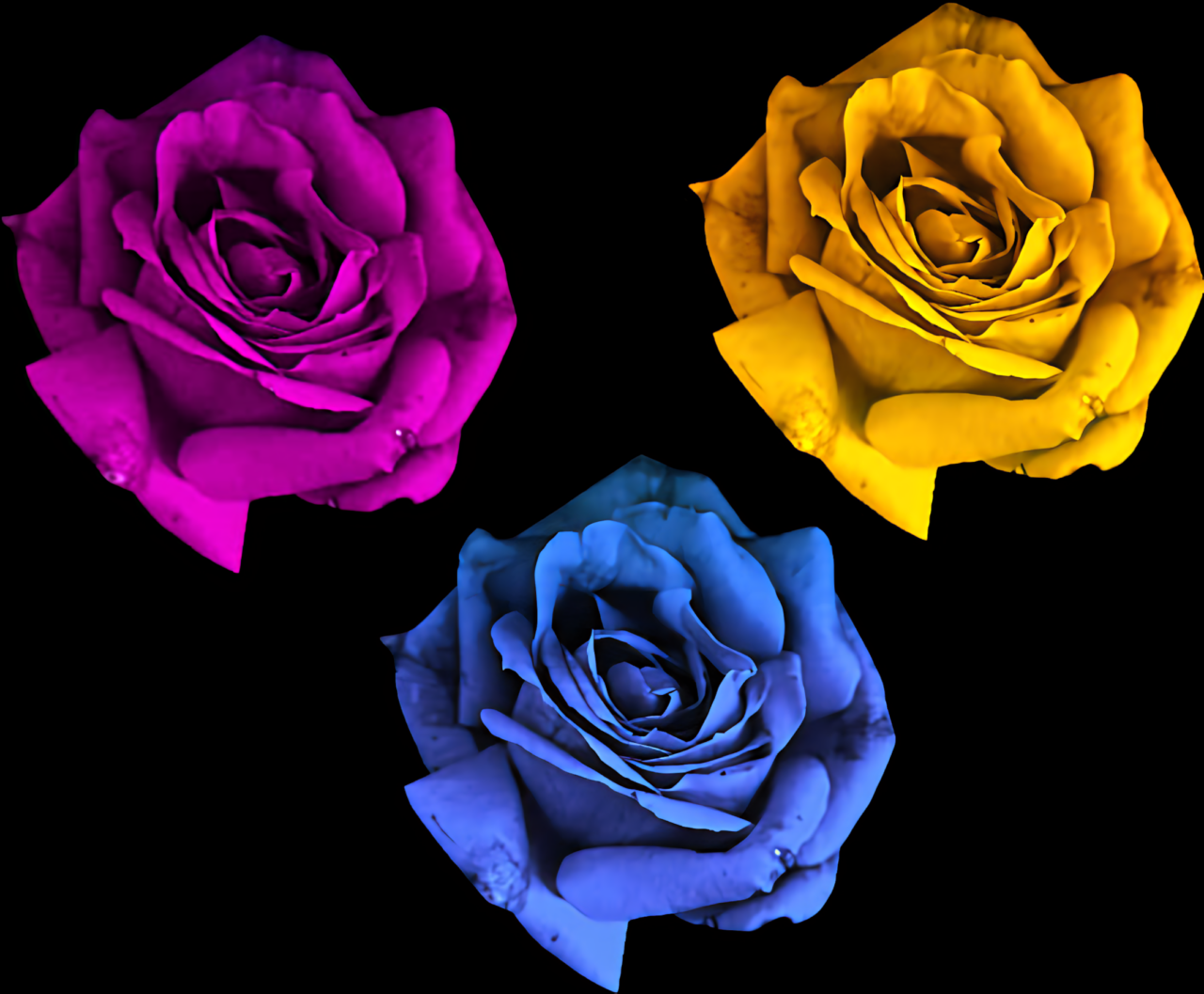 Bold Roses on Black Wallpaper | Background FREE Download - Vulplex.com